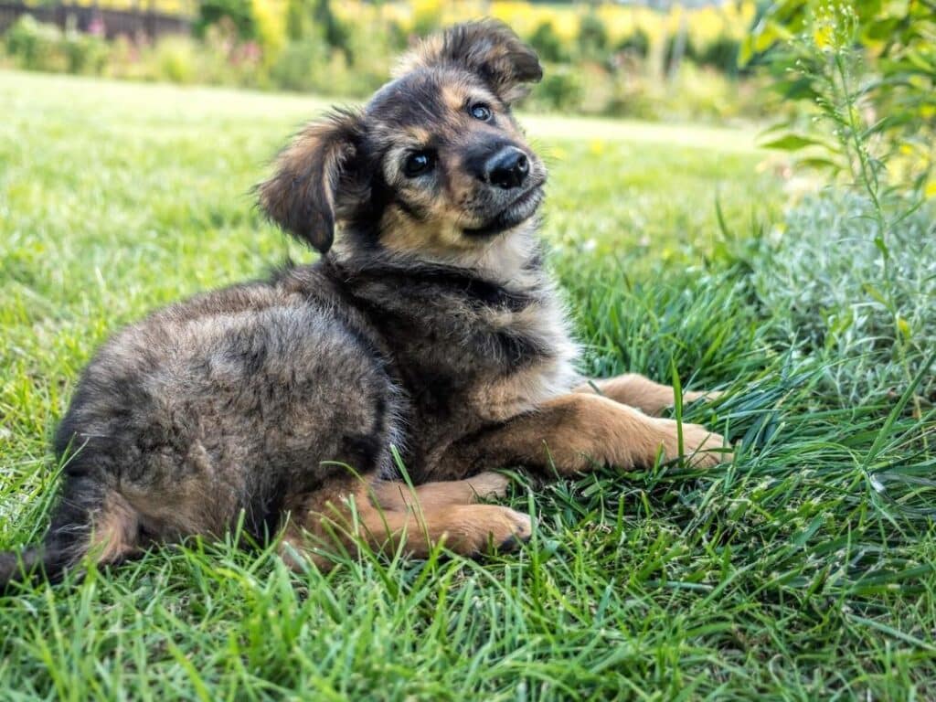1 Month Old German Shepherd: Everything You Need To Know