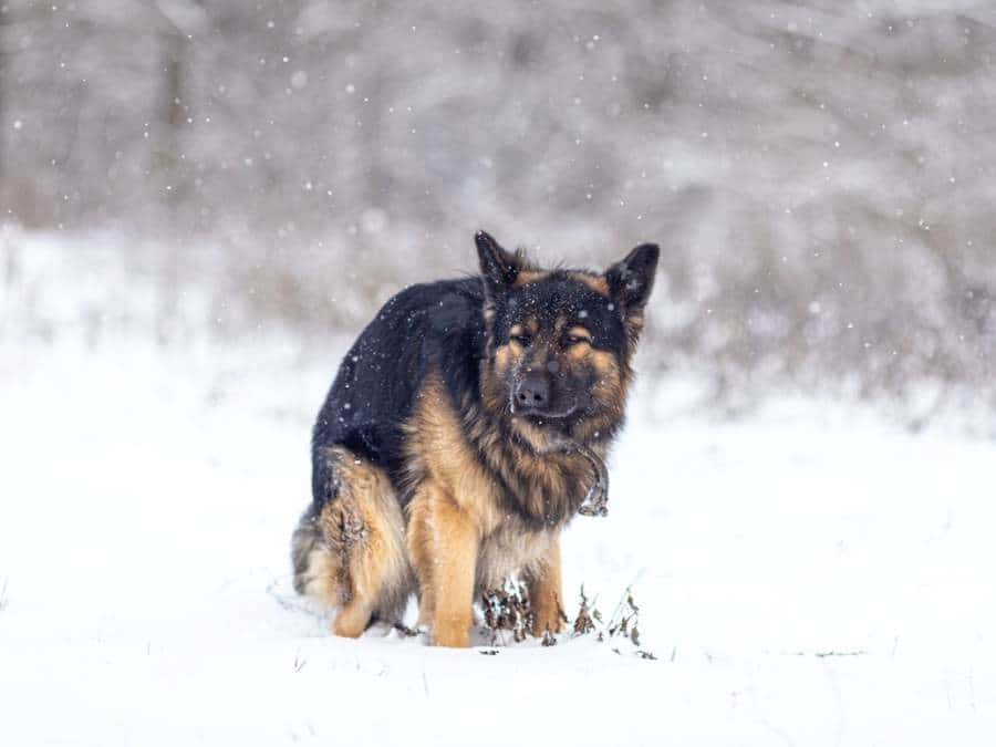 How To Potty Train A German Shepherd Puppy Easily how-to-potty-train-a-german-shepherd-puppy-easily