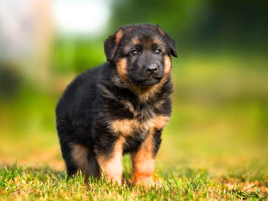 How To Potty Train A German Shepherd Puppy Easily How To Potty Train A German Shepherd Puppy Easily