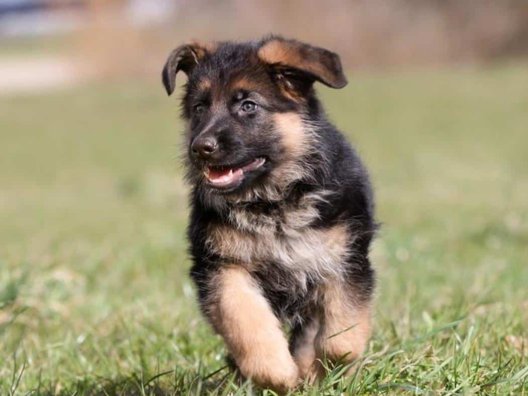 1 Month Old German Shepherd: Everything You Need To Know