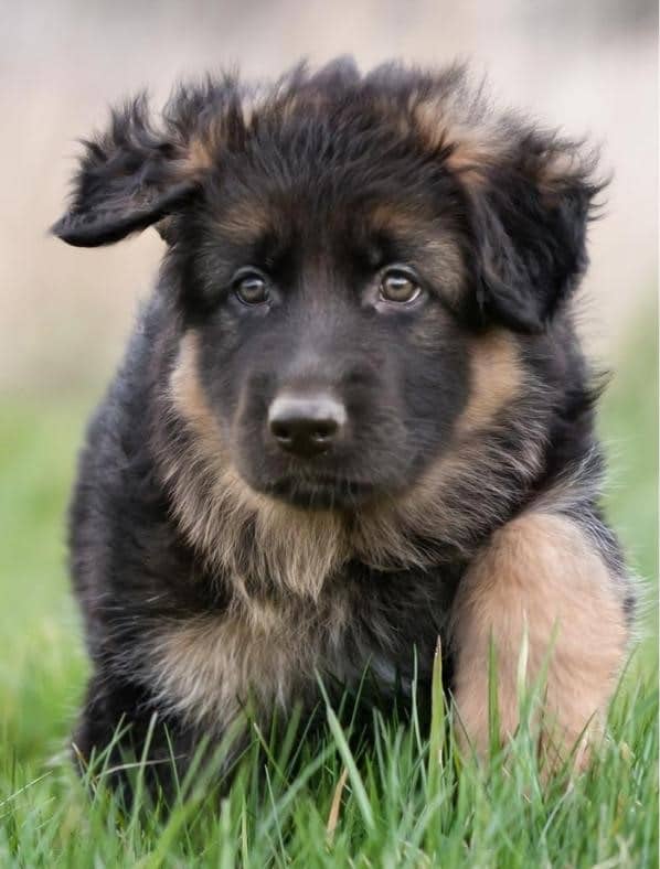 1 Month Old German Shepherd: Everything You Need To Know