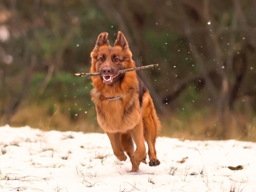 Liver German Shepherd: Unique Coat Color & Characteristics