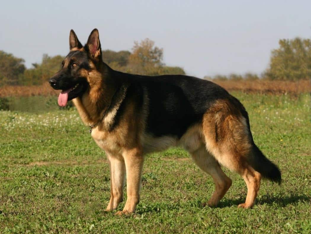 German Shepherd Growth & Weight Chart: MALE & FEMALE HEIGHT & WEIGHT