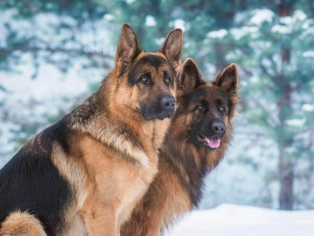When Do German Shepherds Stop Growing? Growth Chart