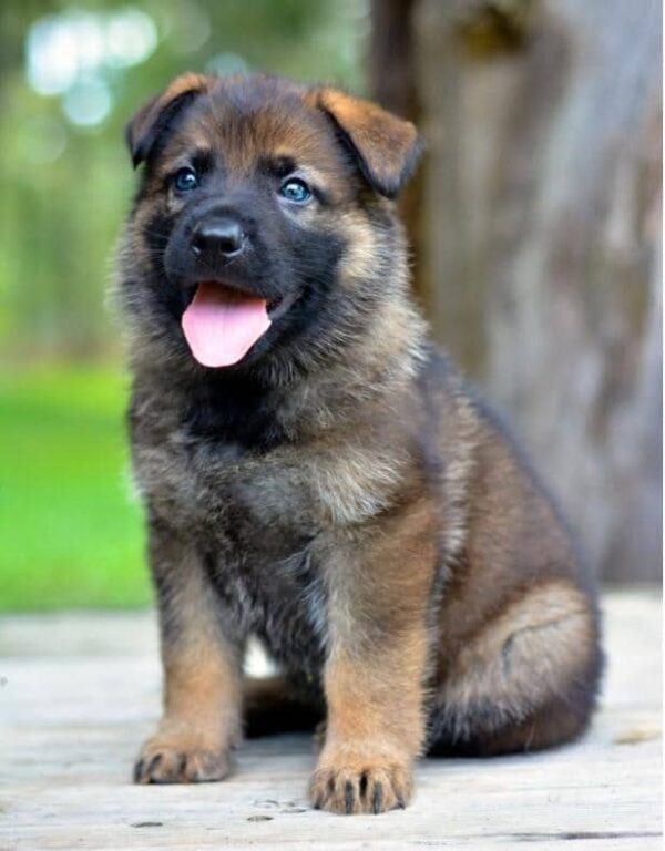 German Shepherd Growth & Weight Chart: MALE & FEMALE HEIGHT & WEIGHT