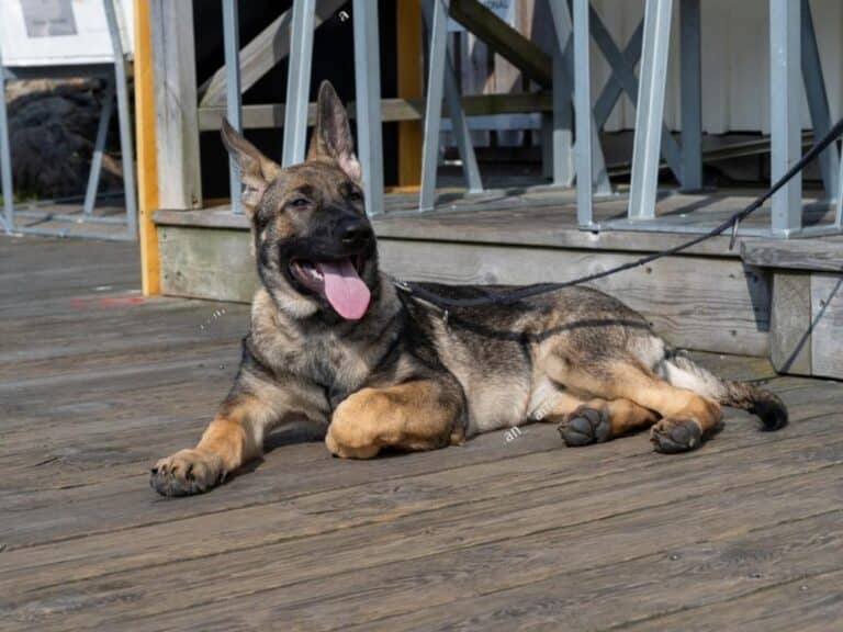 German Shepherd Growth & Weight Chart: MALE & FEMALE HEIGHT & WEIGHT
