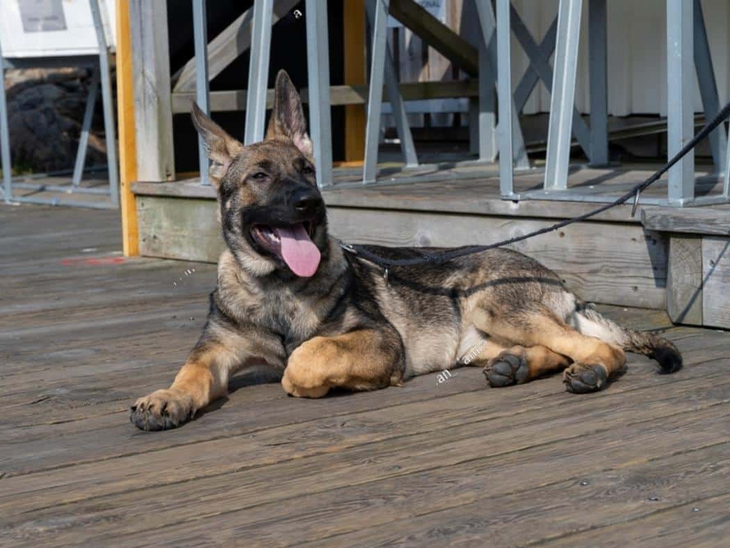 German Shepherd Growth & Weight Chart: MALE & FEMALE HEIGHT & WEIGHT