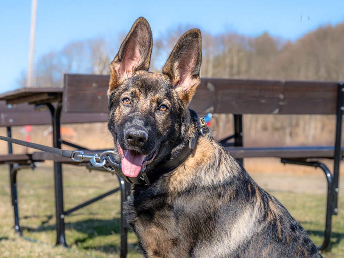 4 Month Old German Shepherd: Everything You Need To Know