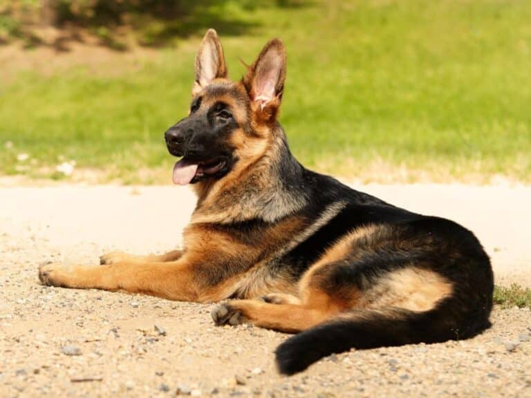 German Shepherd Growth & Weight Chart: MALE & FEMALE HEIGHT & WEIGHT