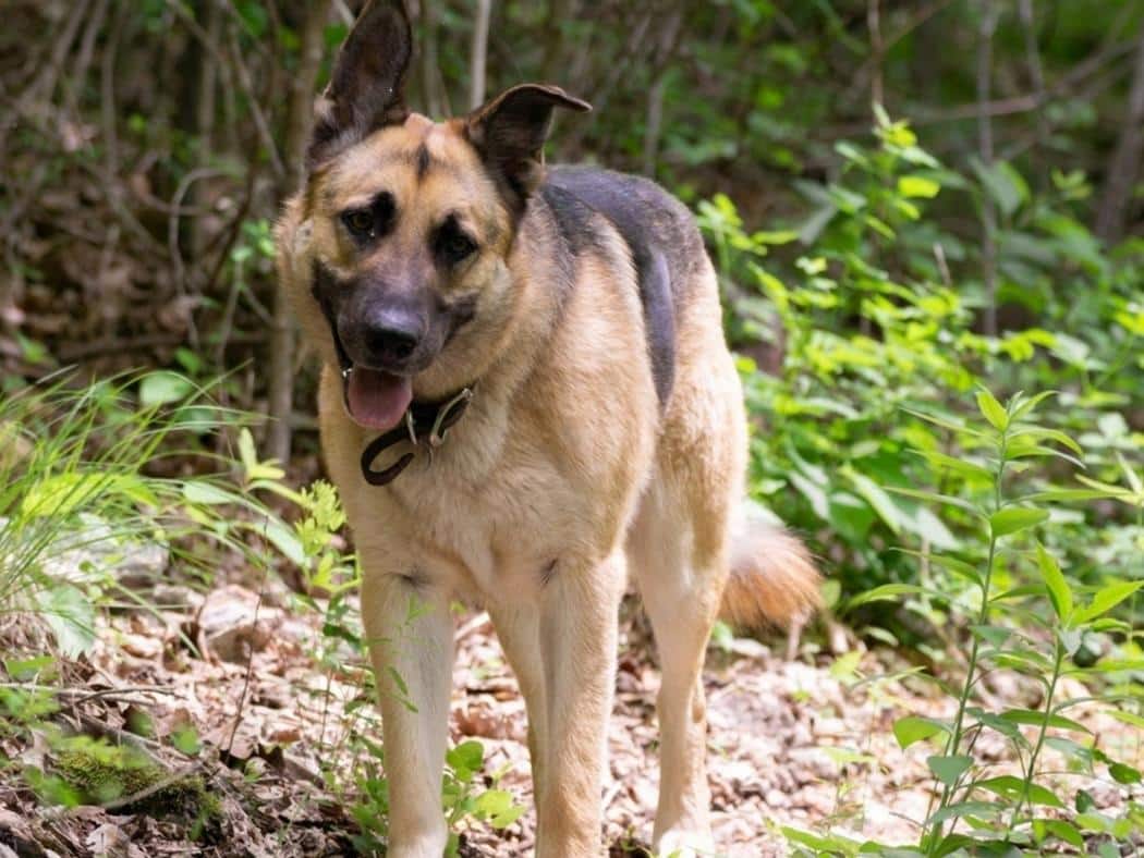 7 Month Old German Shepherd Everything You Need To Know
