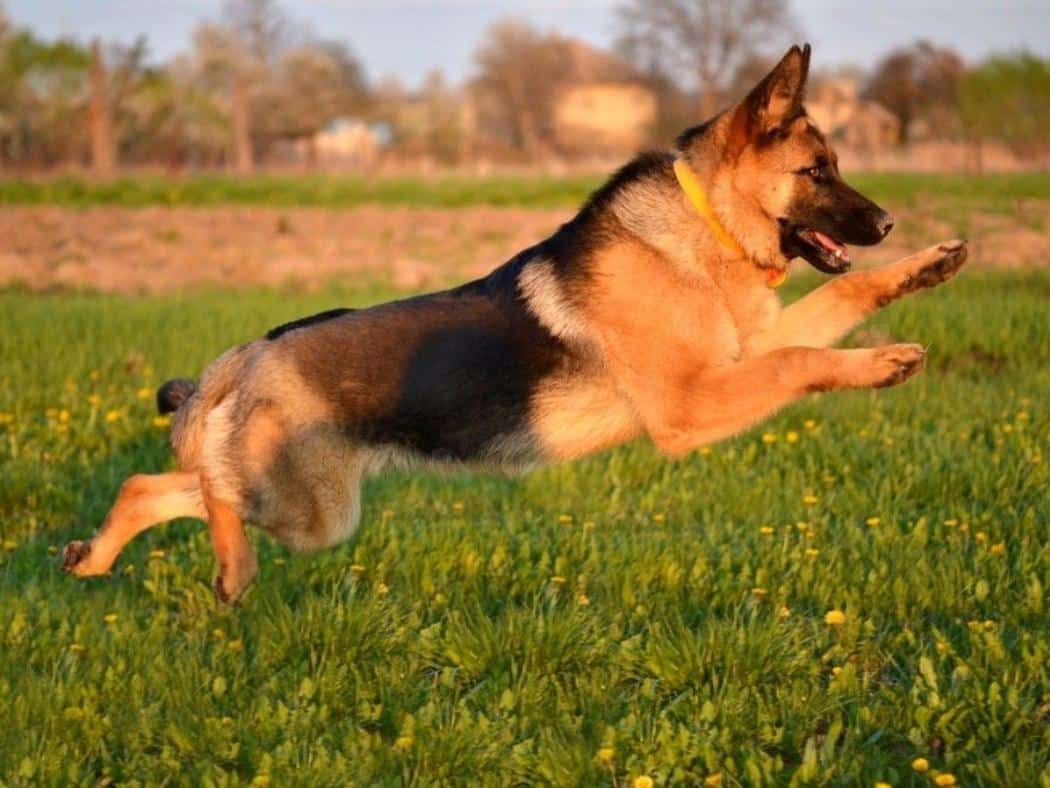 8 Month Old German Shepherd: Everything You Need To Know