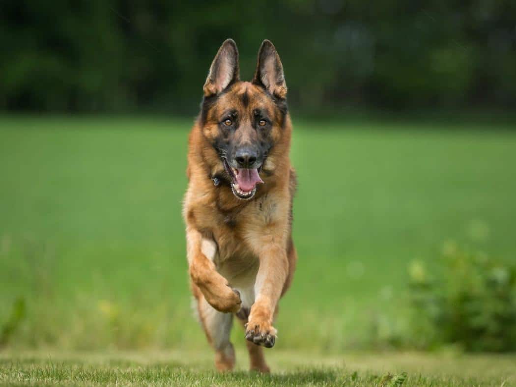 8 Month Old German Shepherd: Everything You Need To Know