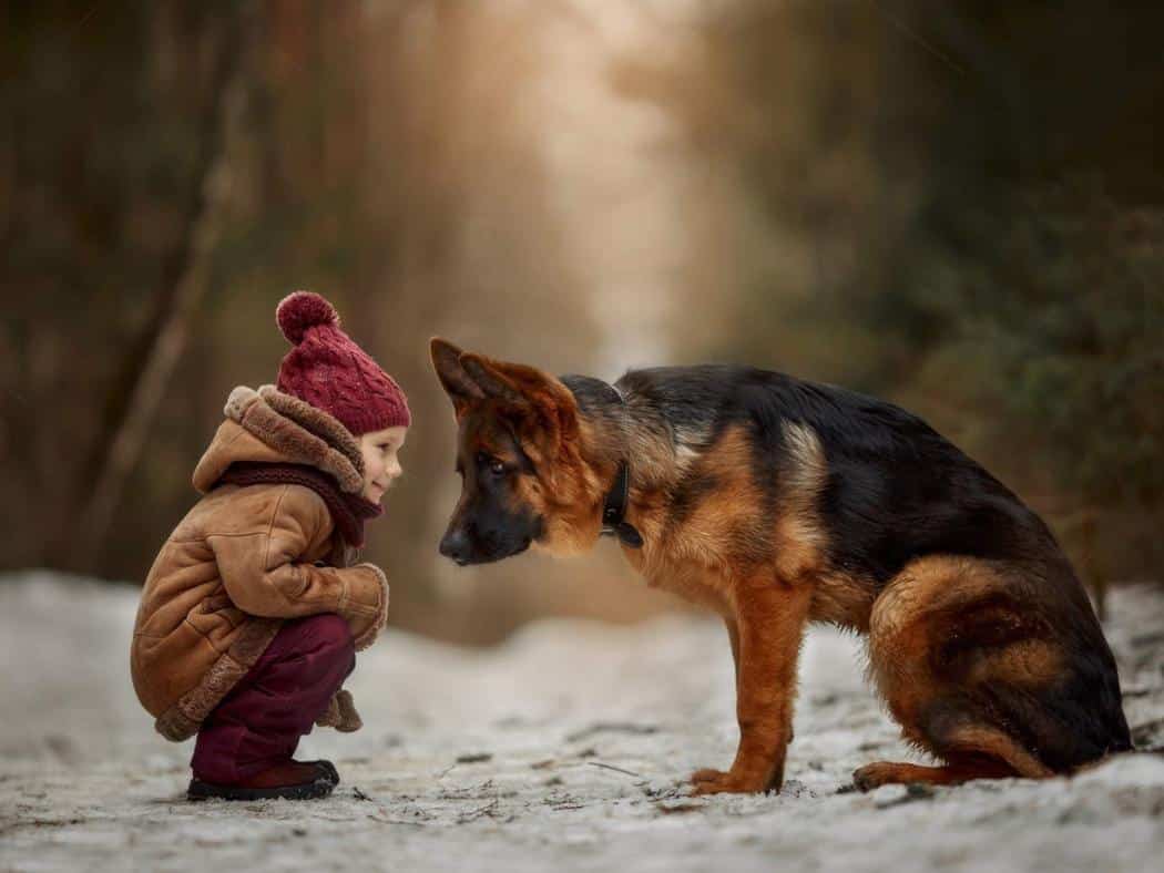 9 Month Old German Shepherd: Everything You Need To Know