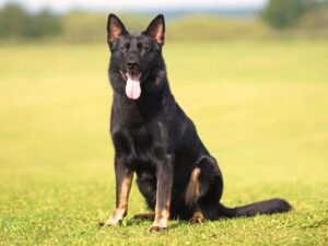 Bi-Color German Shepherd: What You Need to Know Before Owning One