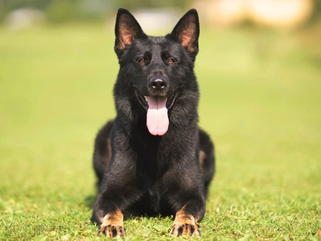 Bi-Color German Shepherd: What You Need to Know Before Owning One