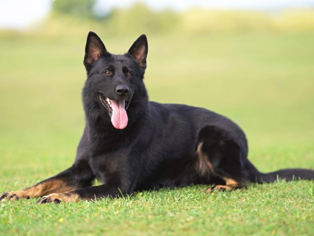 Bi-Color German Shepherd: What You Need to Know Before Owning One