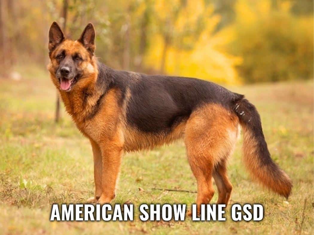 5 Types of German Shepherds: Your Ultimate Breed Breakdown