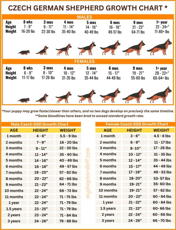 Czech German Shepherds: A Unique Blend Of Majesty And Loyalty