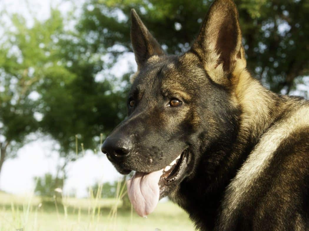 Czech German Shepherds: A Unique Blend Of Majesty And Loyalty