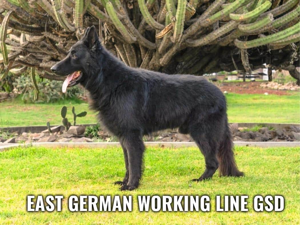 5 Types of German Shepherds: Your Ultimate Breed Breakdown