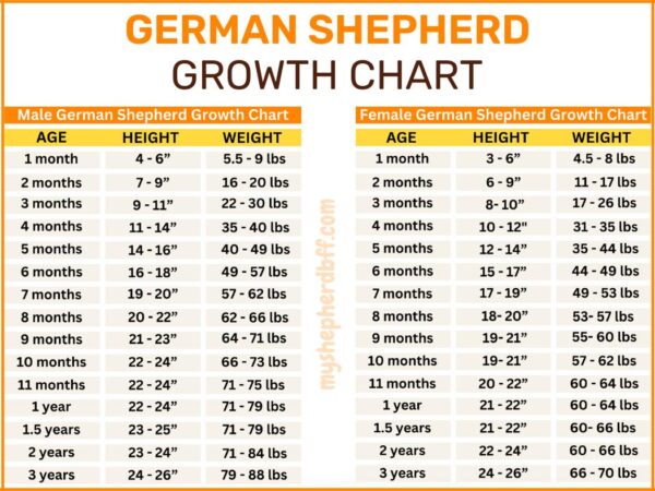 4 Month Old German Shepherd: Everything You Need To Know