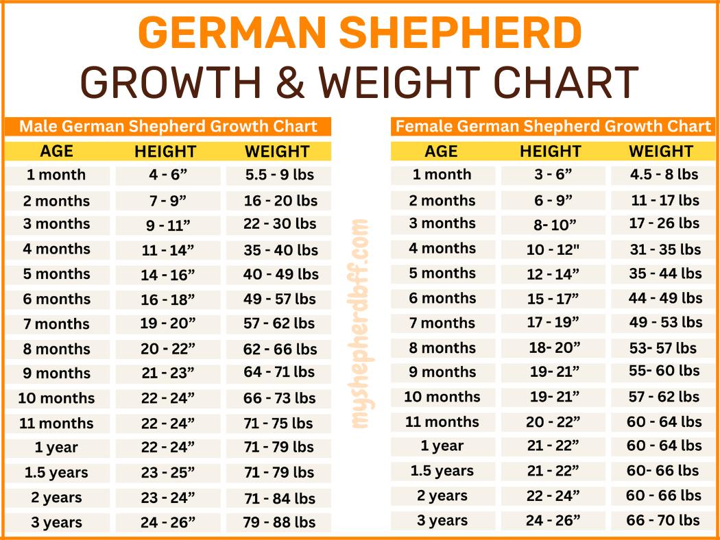 2 Month Old German Shepherd: Nutrition, Training & Grooming Tips