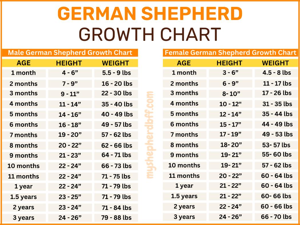 7 Month Old German Shepherd: Everything You Need to Know