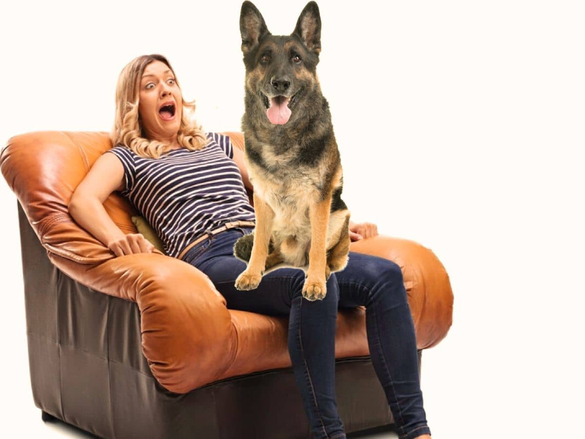 Why Your German Shepherd Sits on You: 10 Reasons & How to Stop It