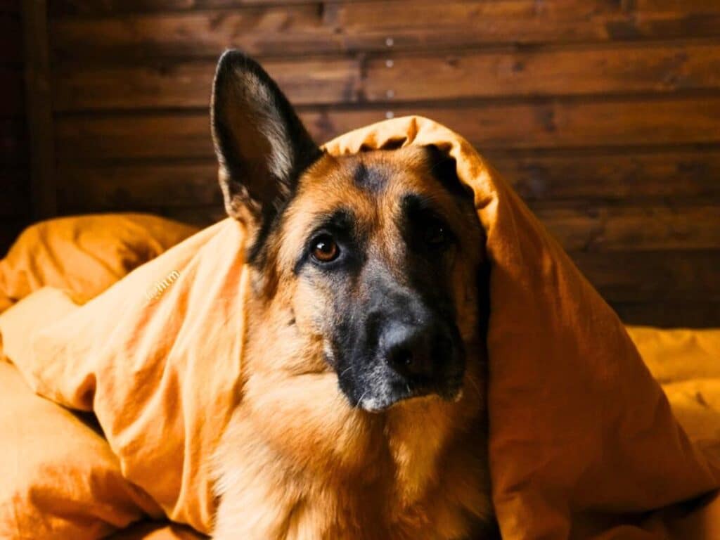 Why Do German Shepherds Whine So Much? 10 Reasons & Tips to Stop It