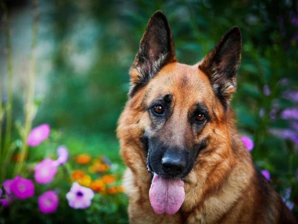 Why Do German Shepherds Whine So Much? 10 Reasons & Tips to Stop It