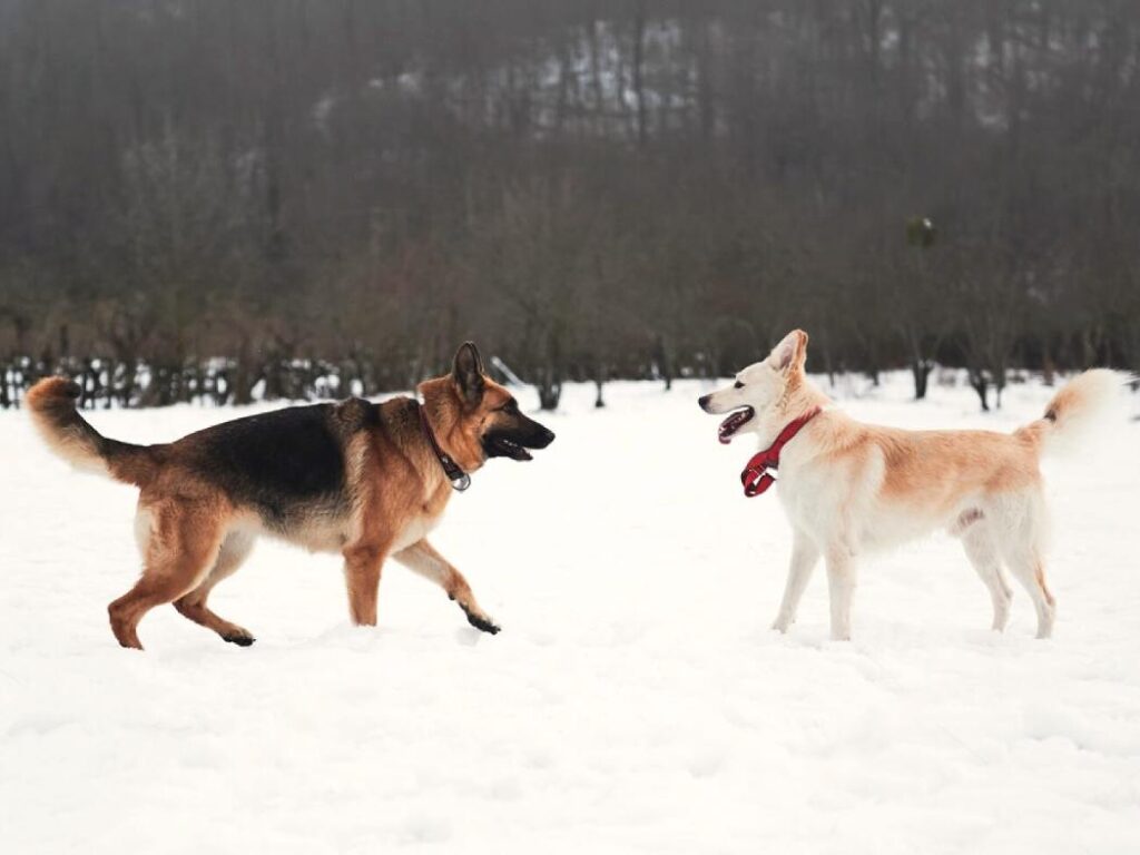 Why Do German Shepherds Whine So Much? 10 Reasons & Tips to Stop It