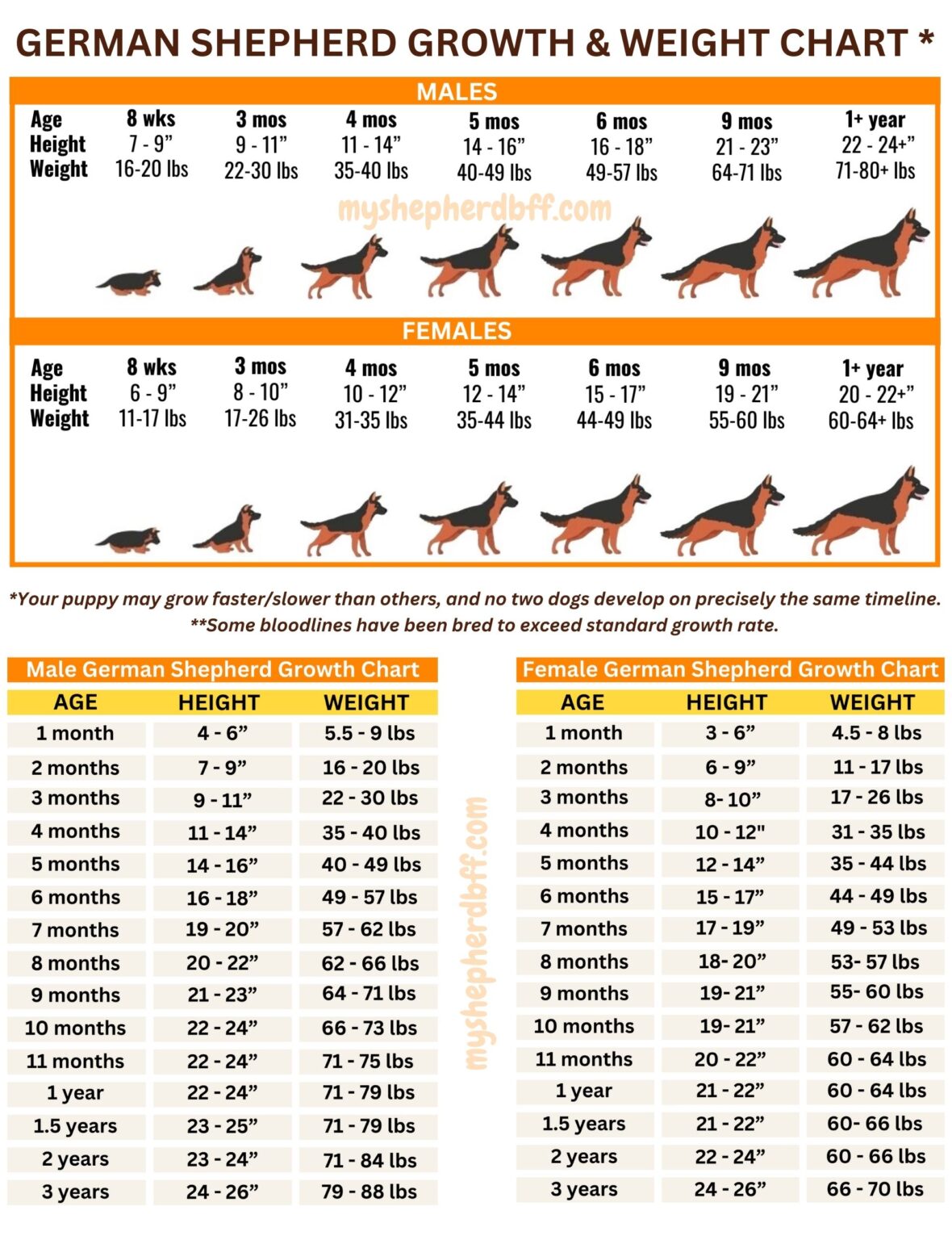 German Shepherd Growth & Weight Chart: MALE & FEMALE HEIGHT & WEIGHT