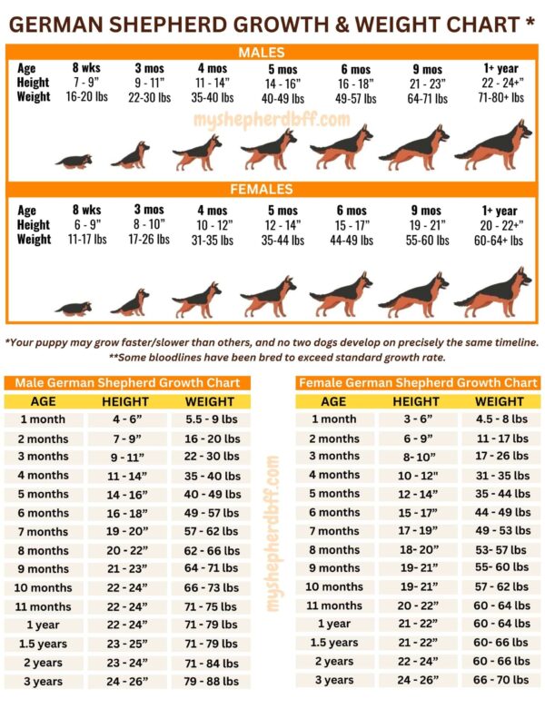 German Shepherd Growth & Weight Chart: MALE & FEMALE HEIGHT & WEIGHT
