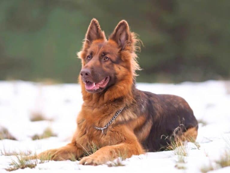 Liver German Shepherd: Unique Coat Color & Characteristics