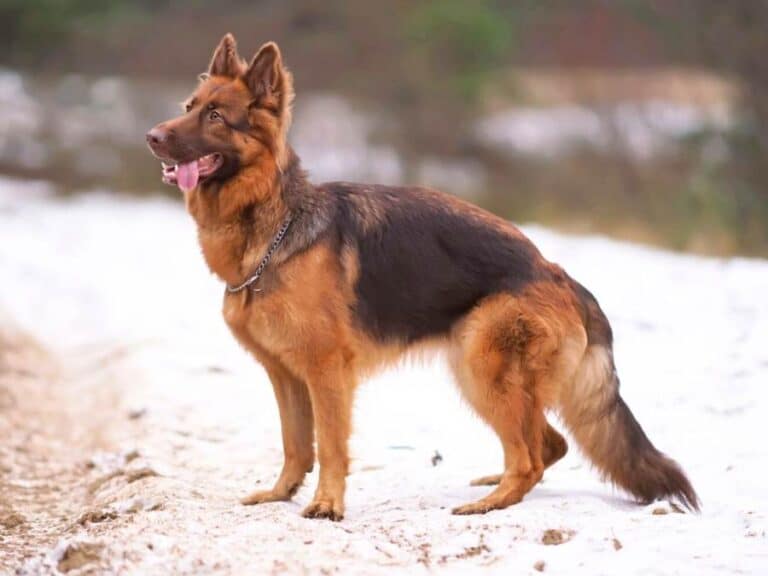 Liver German Shepherd: Unique Coat Color & Characteristics