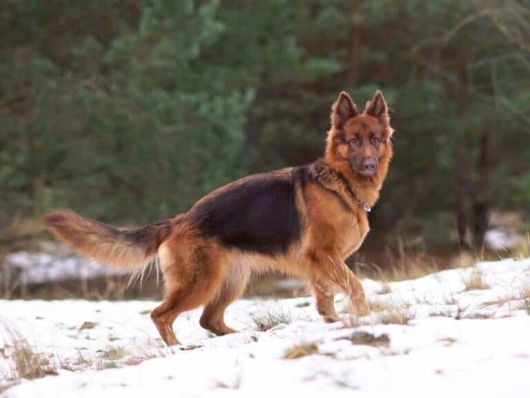 Liver German Shepherd: Unique Coat Color & Characteristics