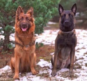 Liver German Shepherd: Unique Coat Color & Characteristics