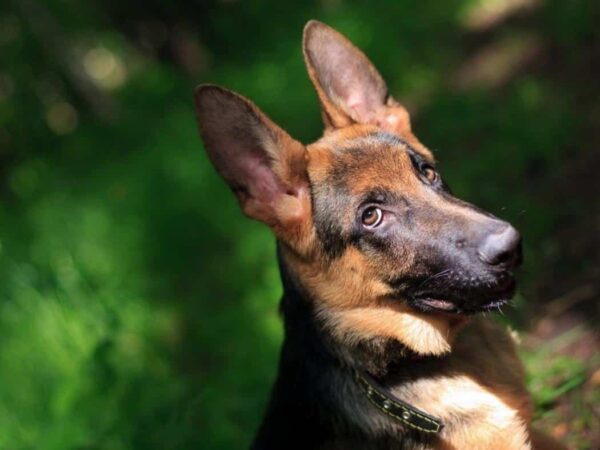6 Month Old German Shepherd: What to Expect