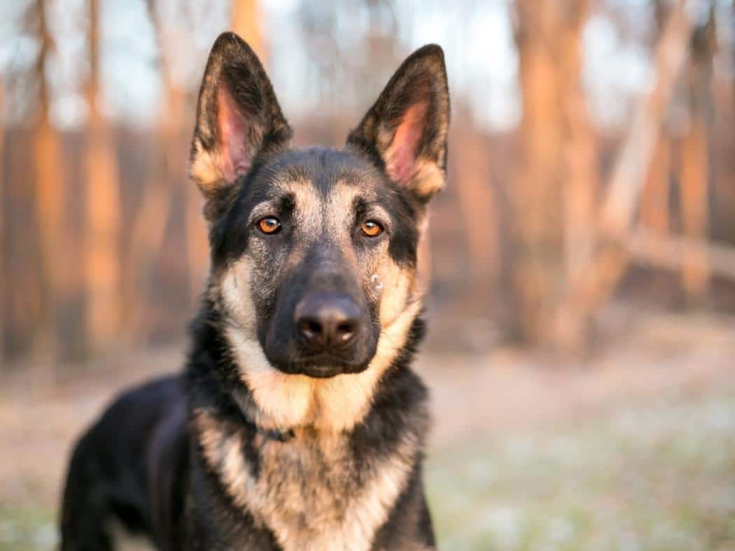 Why Do German Shepherds Whine So Much? 10 Reasons & Tips to Stop It
