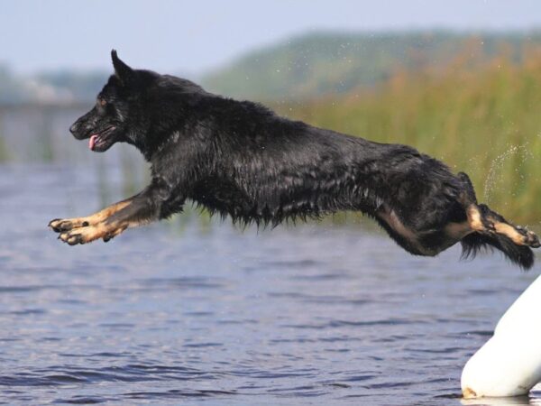 Bi-Color German Shepherd: What You Need to Know Before Owning One