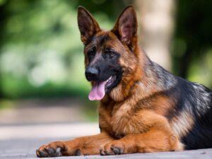 Black & Red German Shepherds: Stunning Colors and Remarkable Traits
