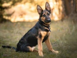6 Month Old German Shepherd: What to Expect