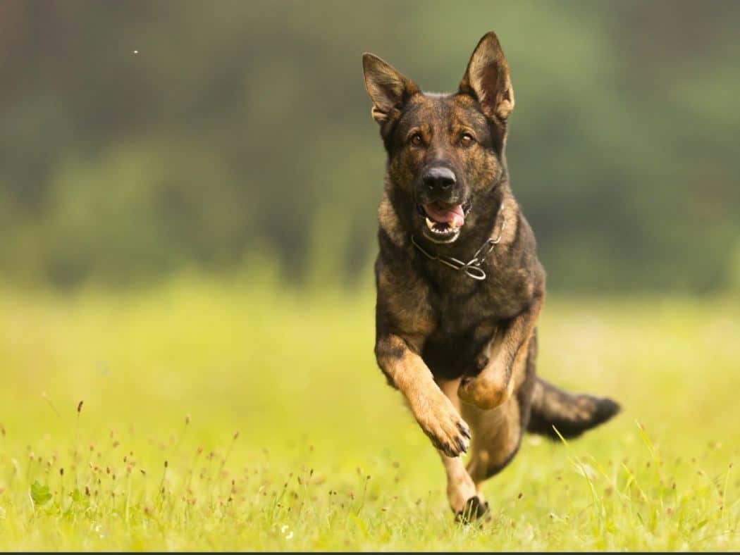 Czech German Shepherds: A Unique Blend Of Majesty And Loyalty