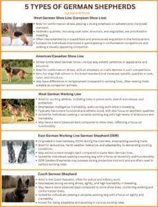 5 Types of German Shepherds: Your Ultimate Breed Breakdown