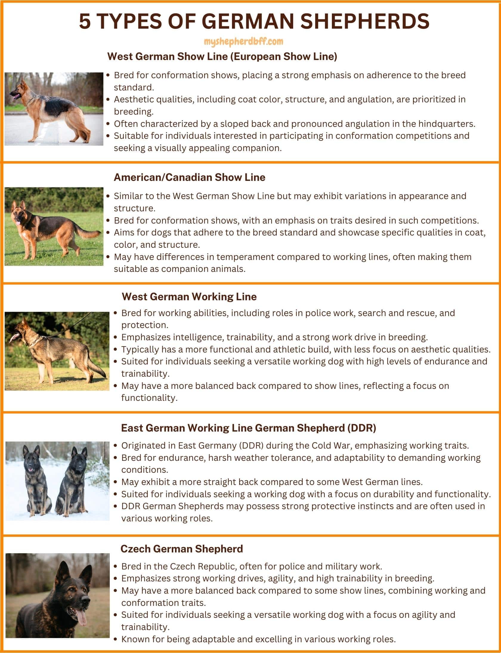 5 Types of German Shepherds: Your Ultimate Breed Breakdown