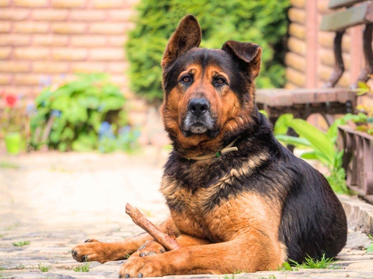 German Shepherd Price: Total Cost of Buying & Maintaining a GSD