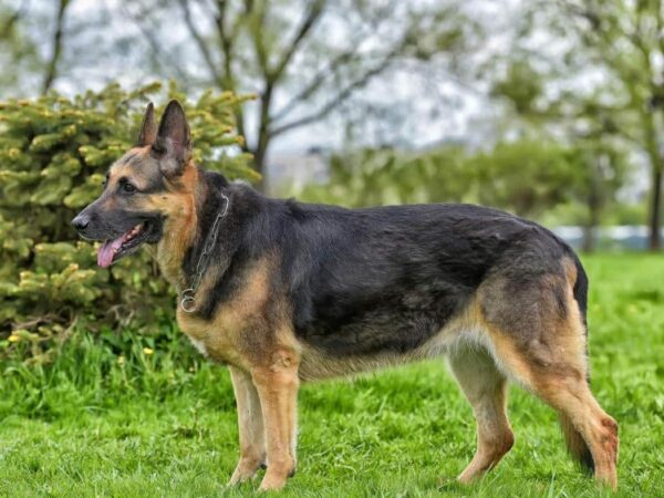 German Shepherd Growth & Weight Chart: MALE & FEMALE HEIGHT & WEIGHT