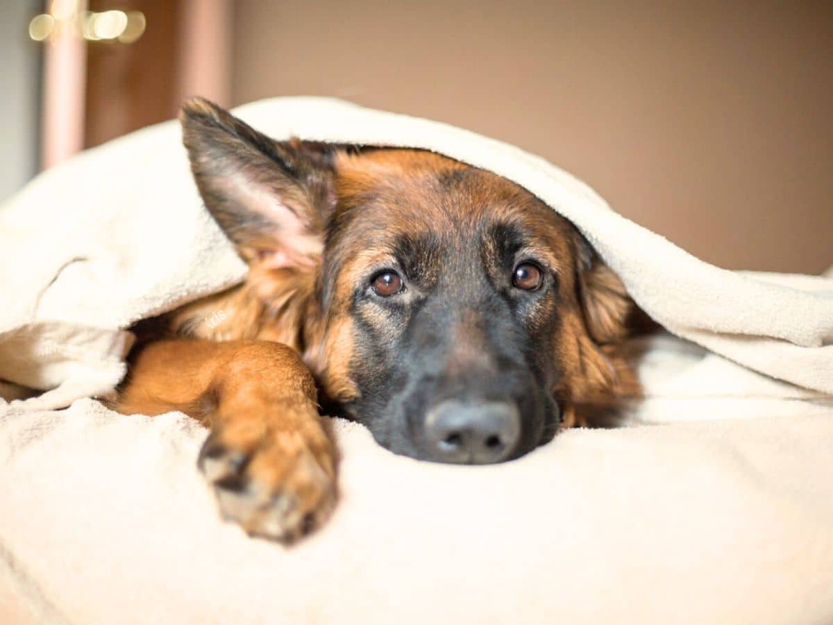 German Shepherd Behavior: Their Strange Quirks Explained