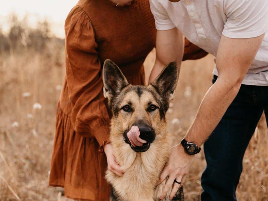 How To Socialize Your German Shepherd: 7 Practical Examples