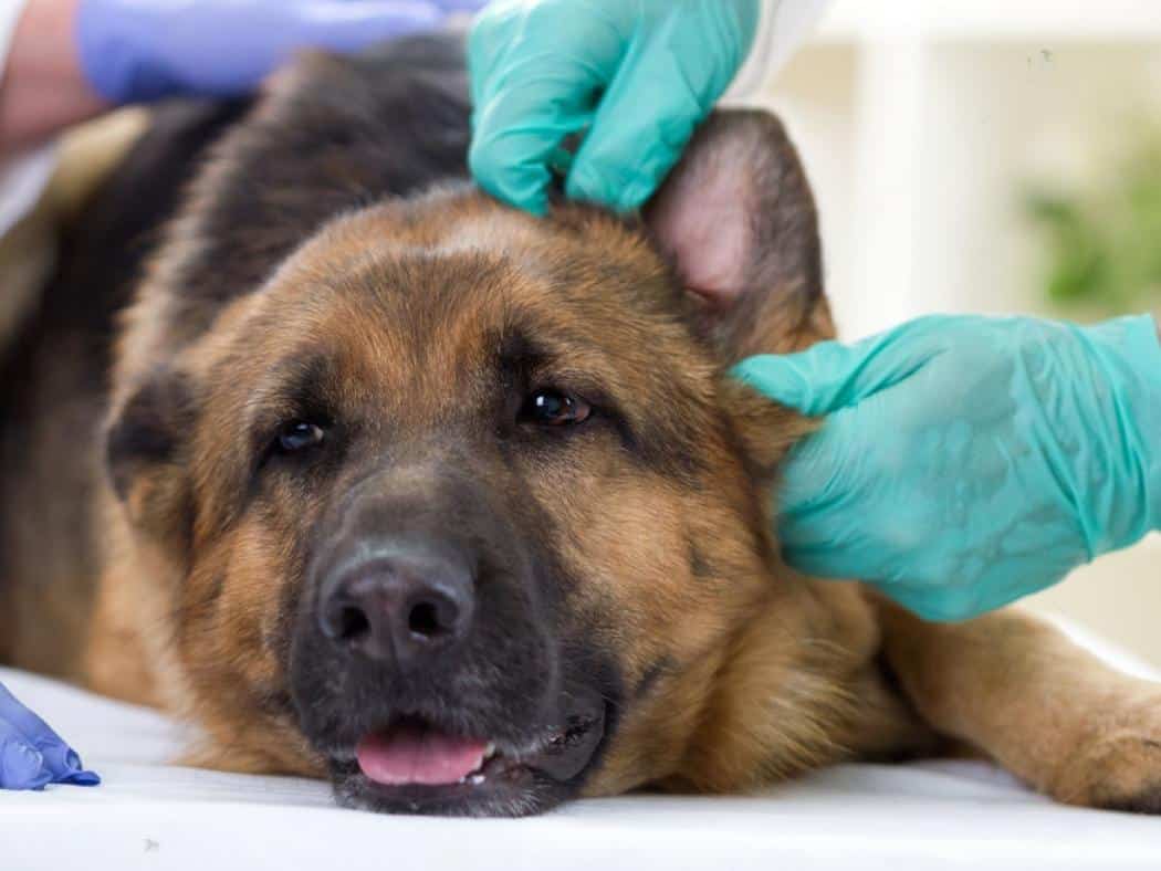 Floppy Eared German Shepherd: Why & How To Fix It